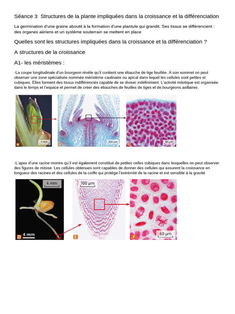 Séance 3 Structures de La Plante Impliquées Dans La Croissance Et La Différenciation | PDF