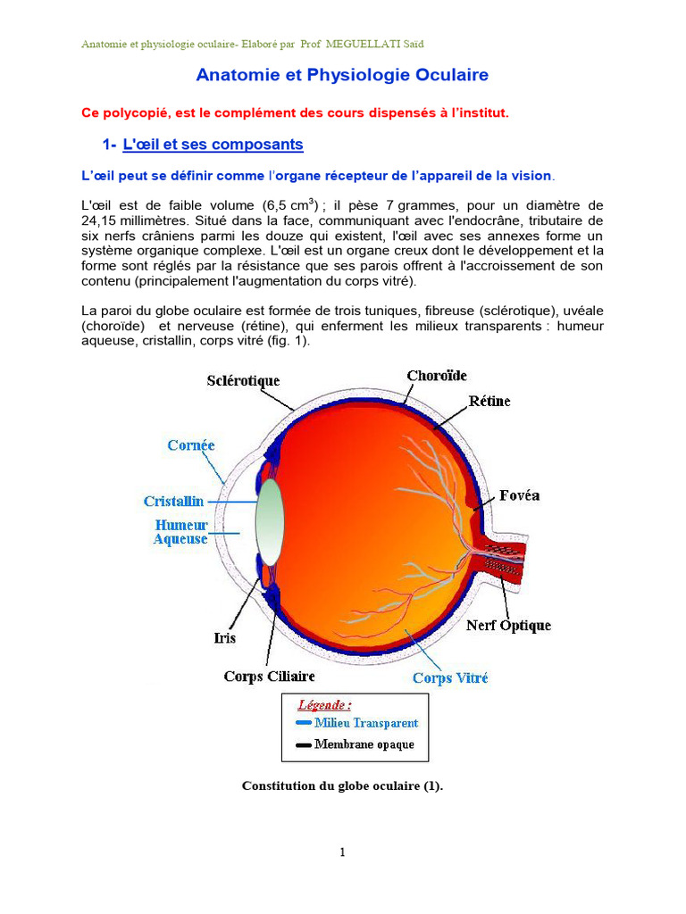 Anatomie Et Physiologie Oculaire Partie 1 | PDF