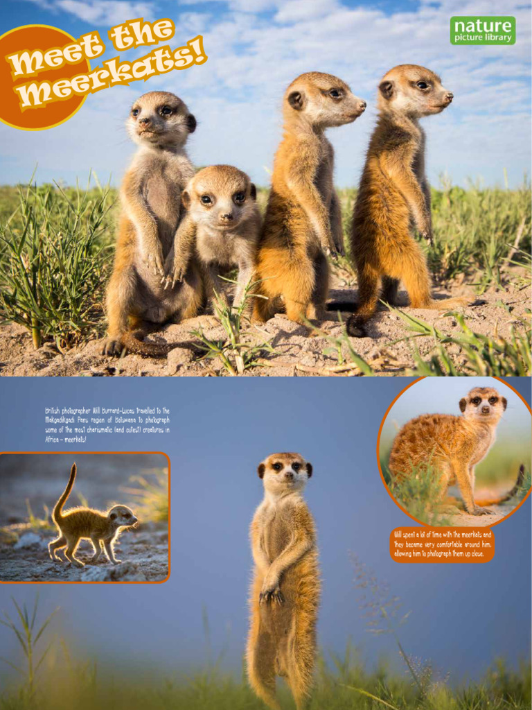 NPL Meerkats | PDF