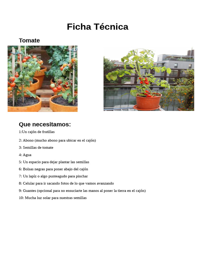 Ficha Tecnica Del Tomate | PDF