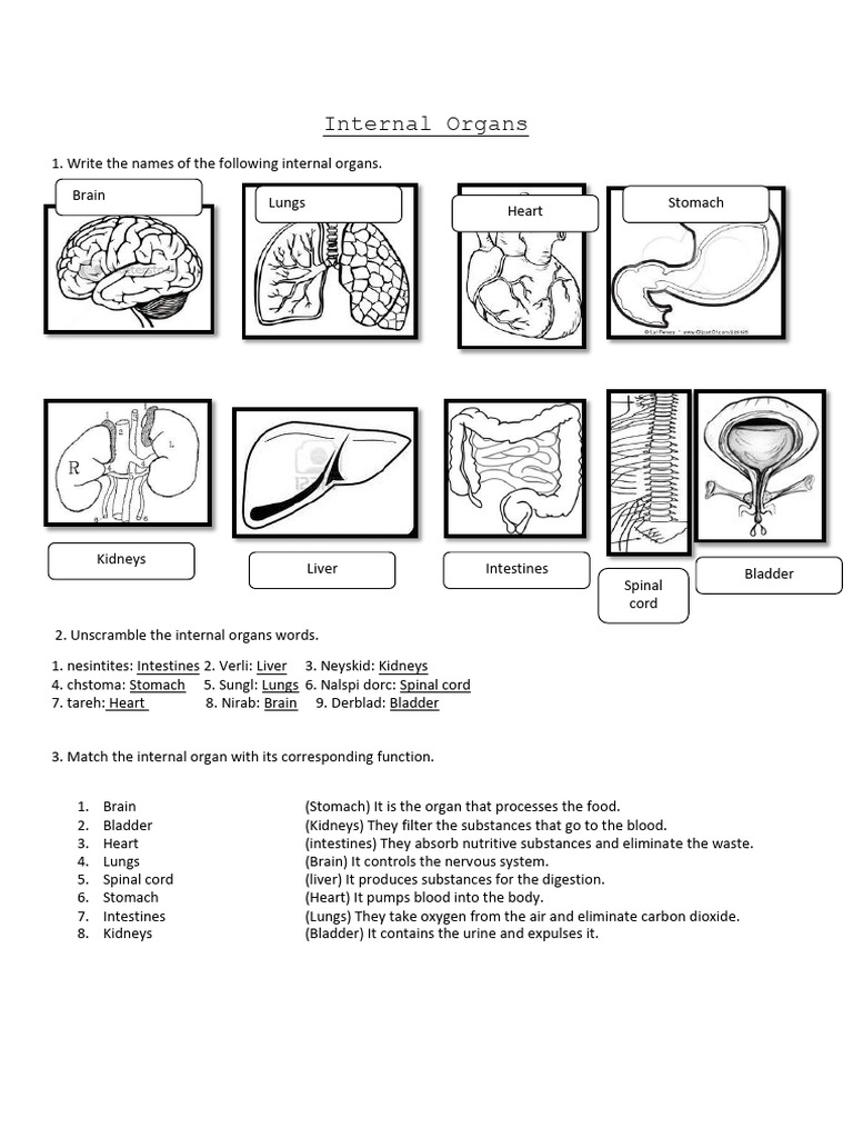 Internal Organs | PDF