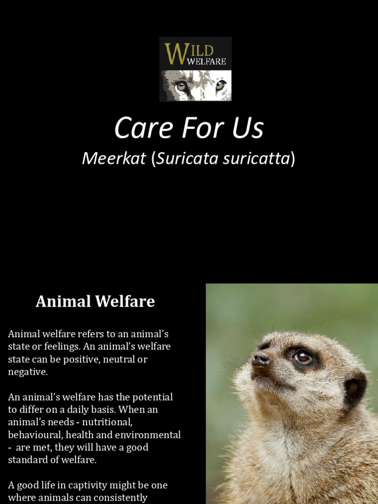 Care-for-us-Meerkat | PDF