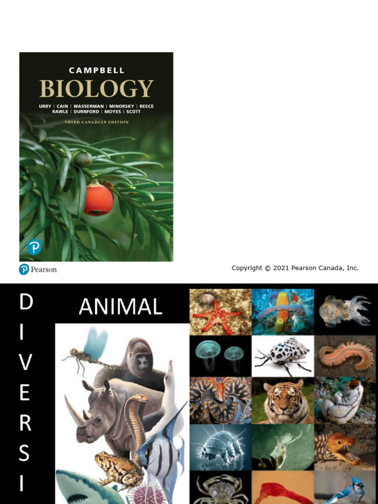 Lecture 1 Presentation 32 Diversity of Animal Kingdom WithoutVideos | PDF