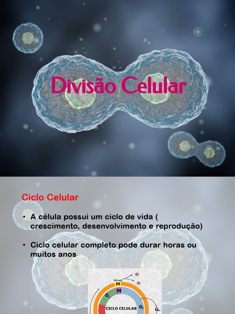 Divisao Celular | PDF