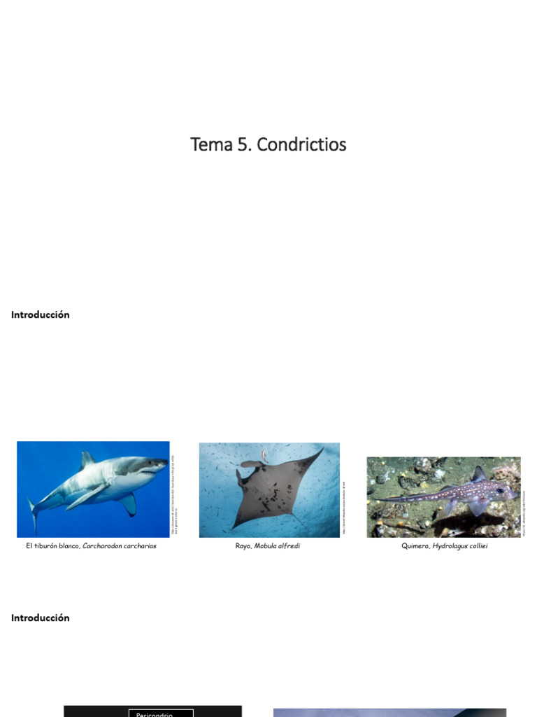 Tema 5. Condrictios (Versiã N Completa) HELVETICA ALUMNOS | PDF