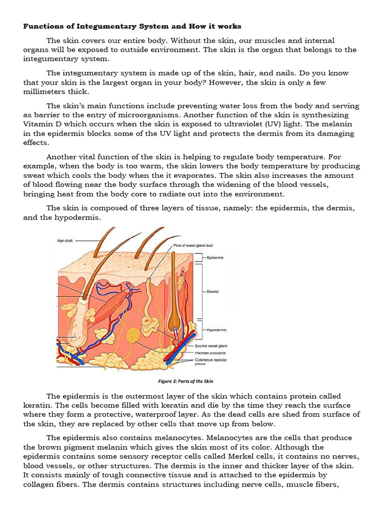Functions of Integumentary System and How It Works | PDF