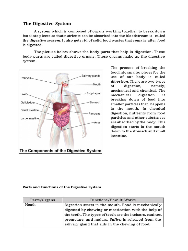 The Digestive System | PDF