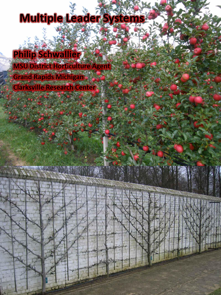 Fruit Wall Slideshow | PDF