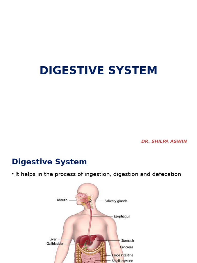 Digestive System | PDF