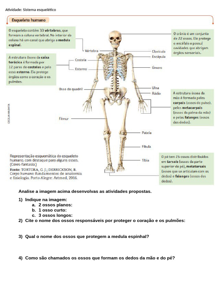 Atividade Sistema Locomotor Pdf
