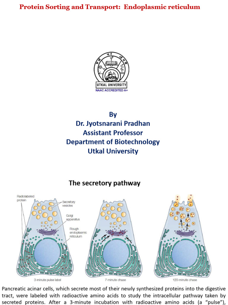 Protein Sorting and Transport Endoplasmic Reticulum | PDF