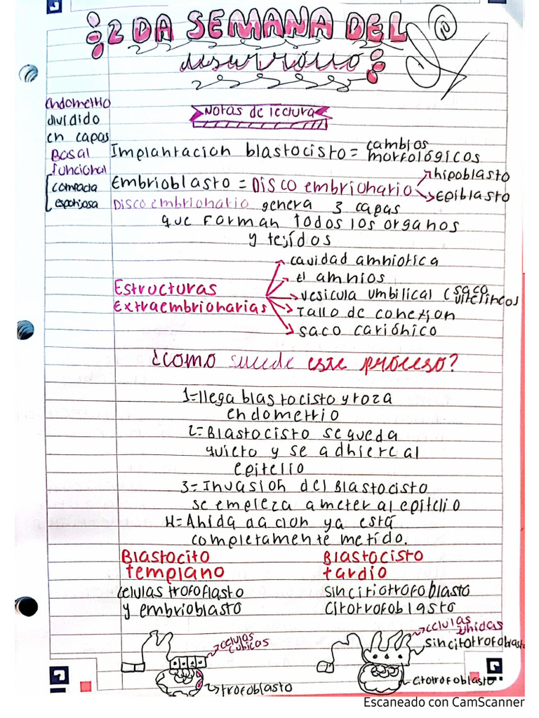 2da Semana Del Desarrollo Embrionario | PDF