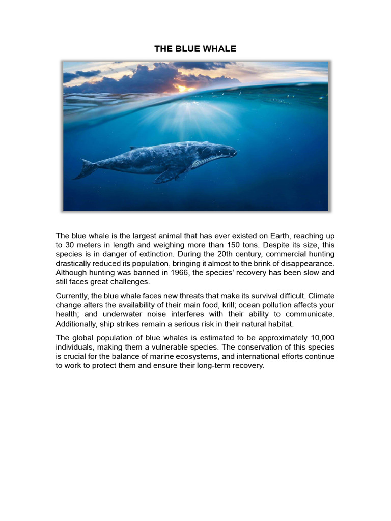 The Blue Whale | PDF