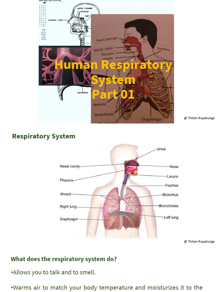 Lesson 1-Respiratory System GR 7 | PDF