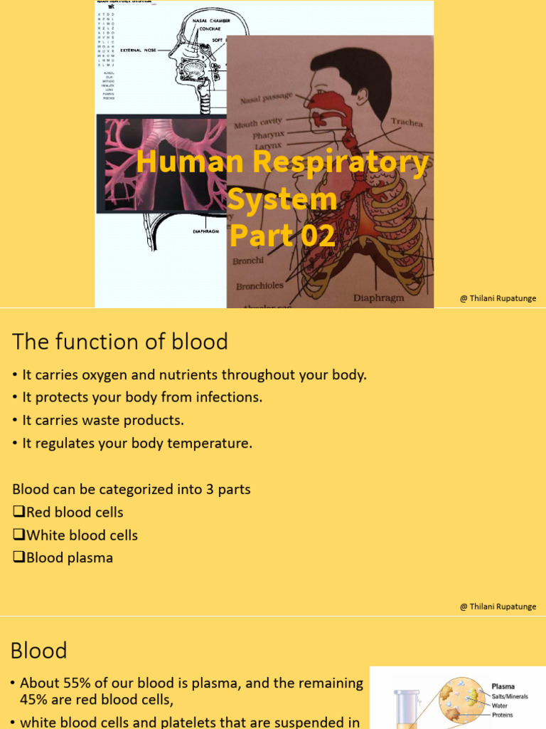 Lesson1 - Respiratory System Part 02 | PDF