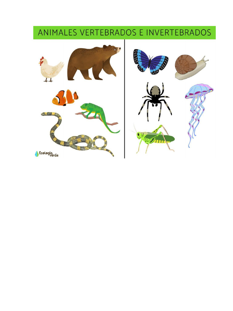 Animales Vertebrados e Invertebrados | PDF