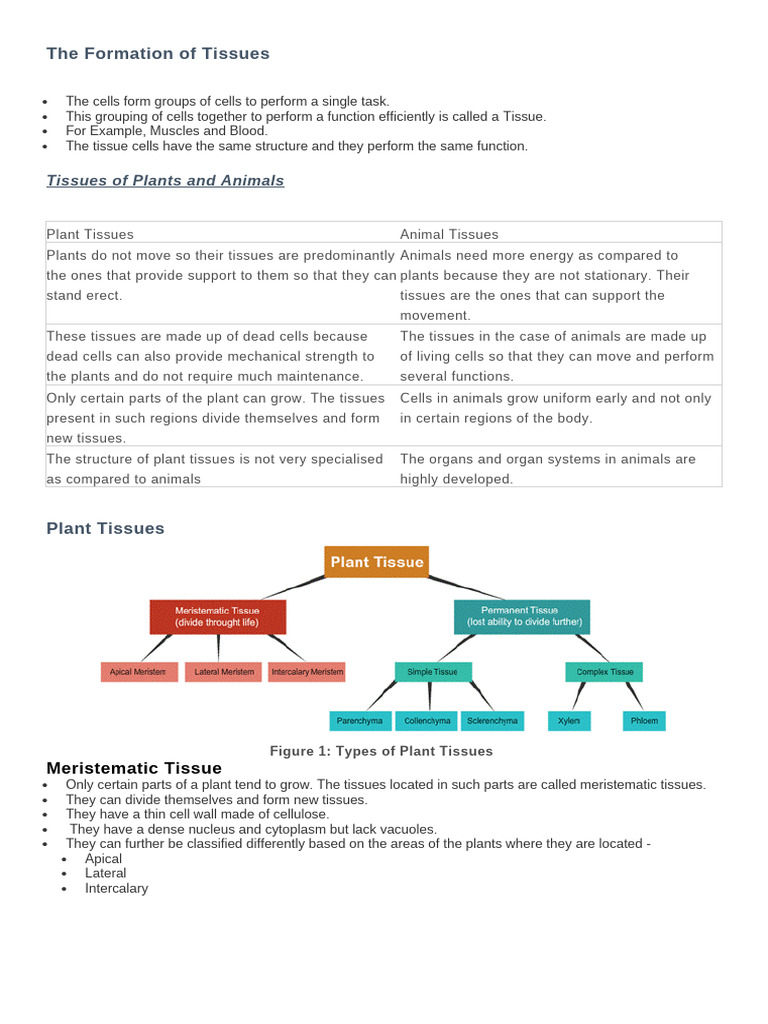 Biology Notes On Chapter 3 - Tissues | PDF