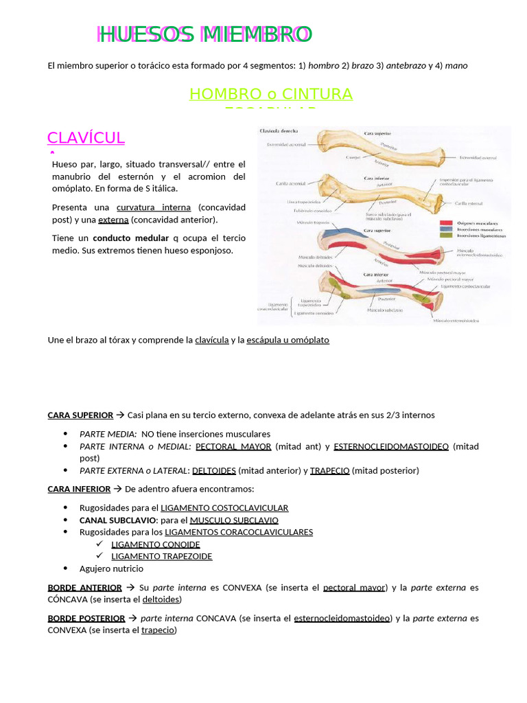 Resumen Anato 3 (Miembro Superior) | PDF