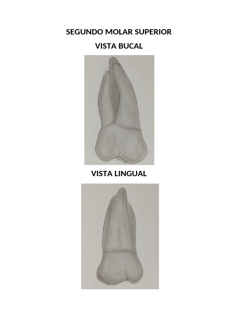 2do Inferior Lingual y Oclusal | PDF