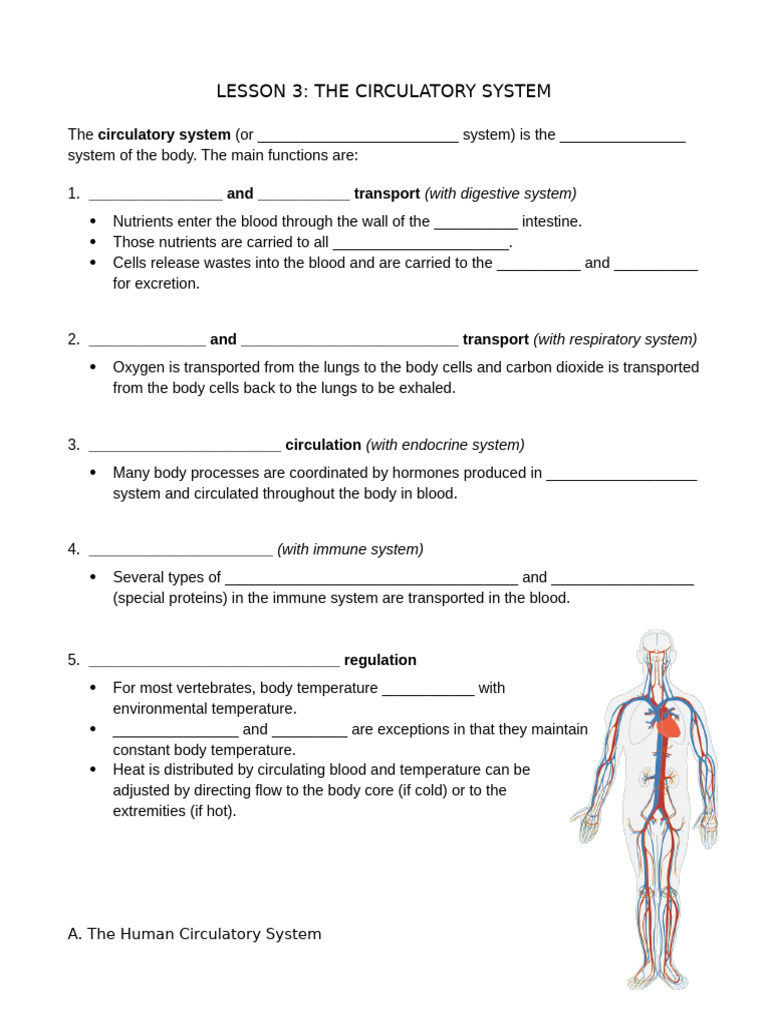 Lesson 3 - The Circulatory System (Fitb vs.2) | PDF