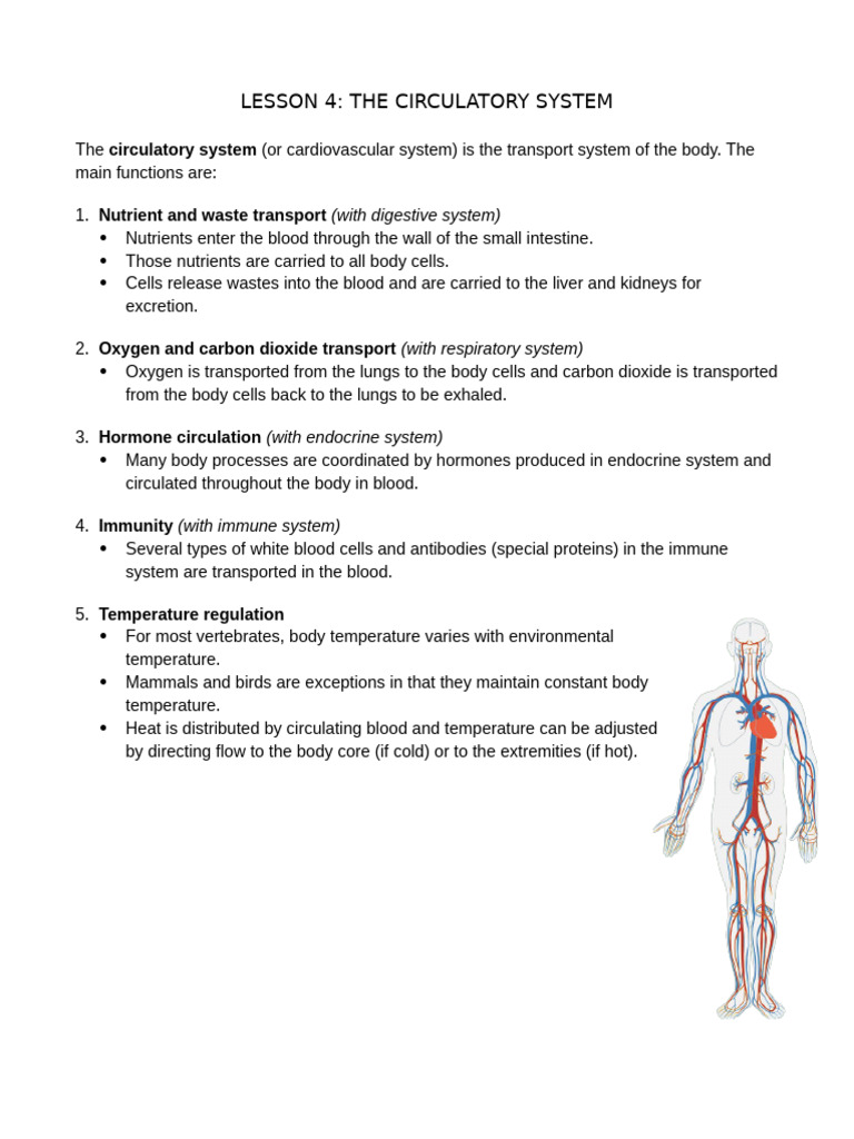Lesson 3 - The Circulatory System (vs.2) | PDF