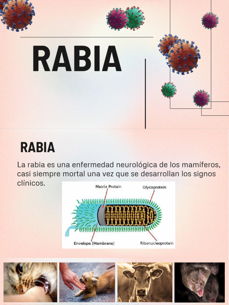 Exposicion Rabia | PDF