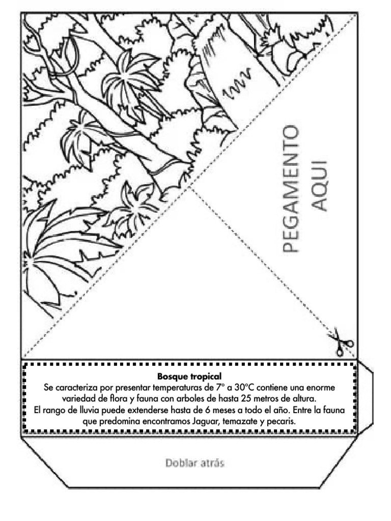Triorama de Ecosistemas: Bosques y Desierto | PDF | Hogar, jardinería y ...