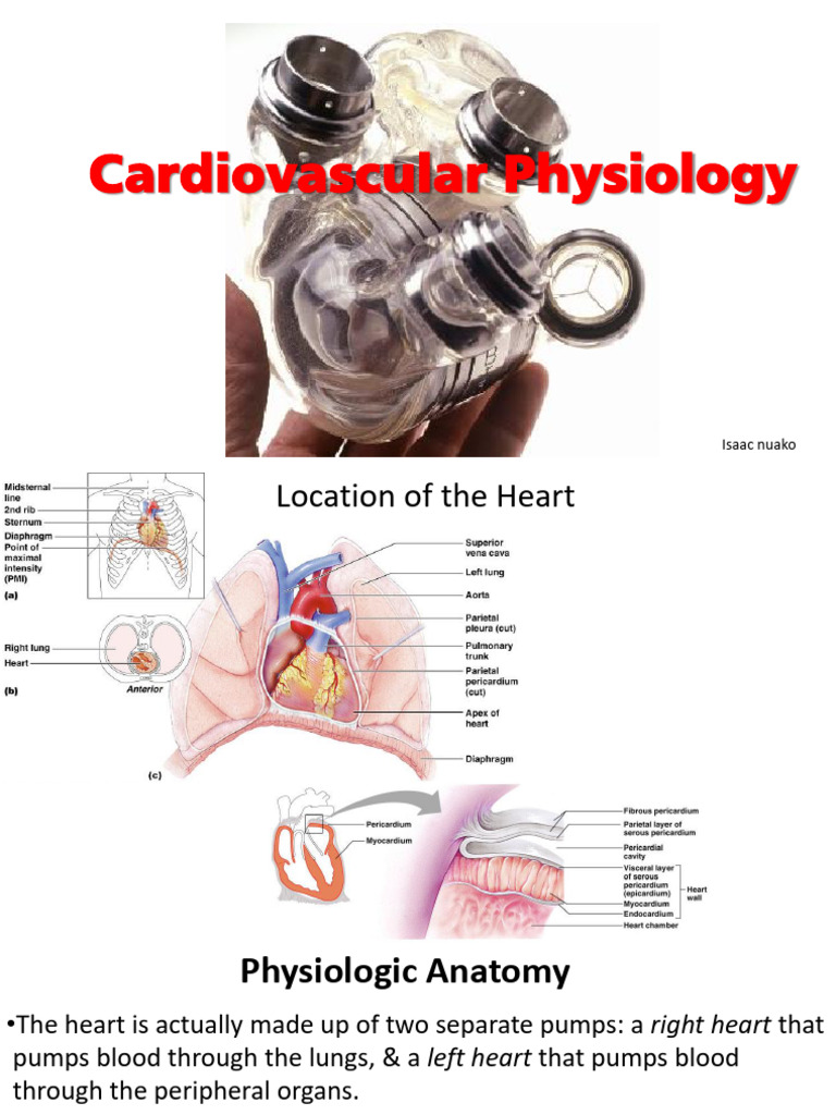 Cardiovascular Physiology | PDF
