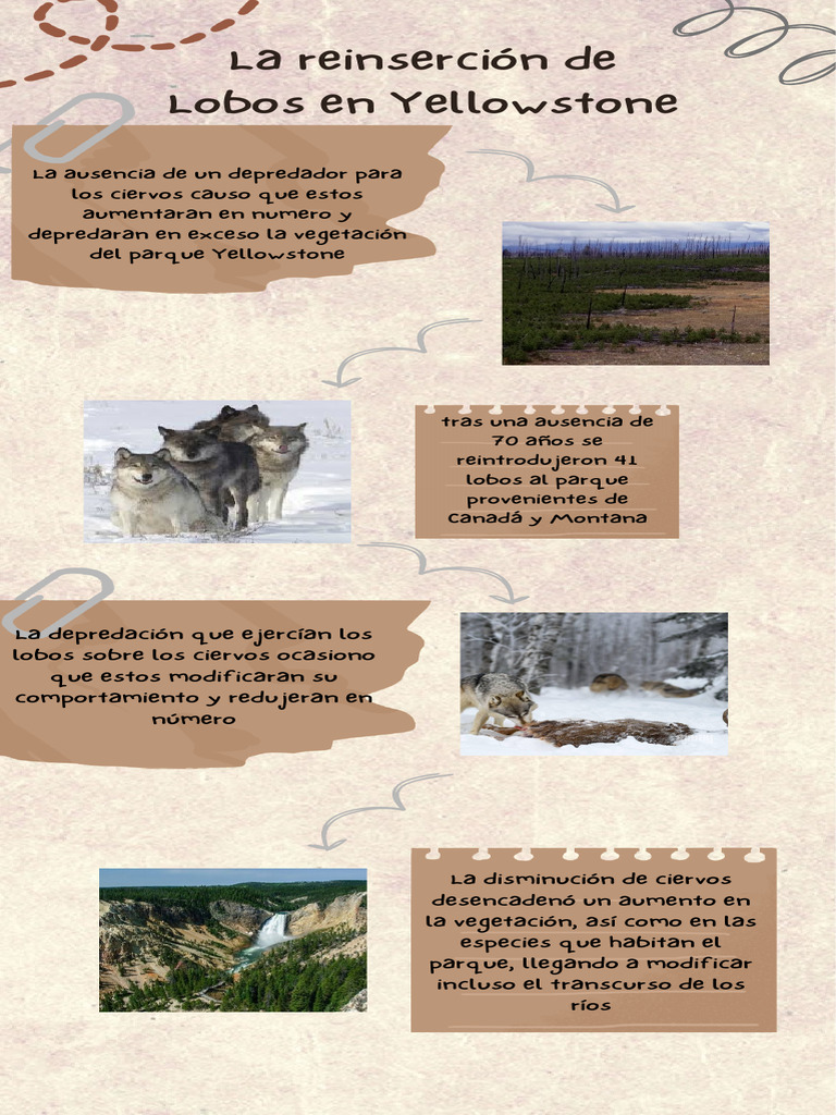 Infografia Lobos de Yellowstone - Gabriel Mazo | PDF