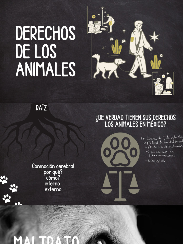 Derechos de Los Animales - 20240522 | PDF