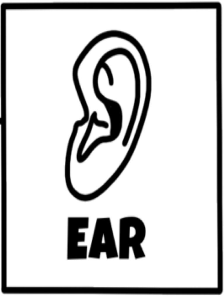 Ear | PDF