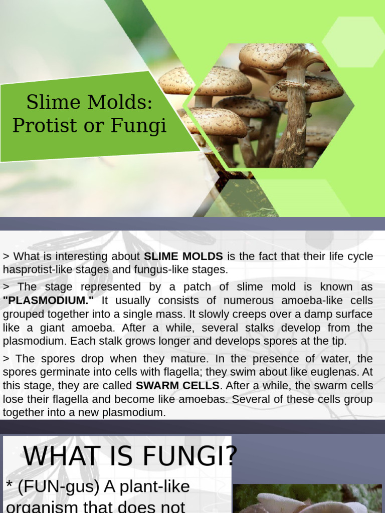 Slime Molds Protist or Fungi | PDF