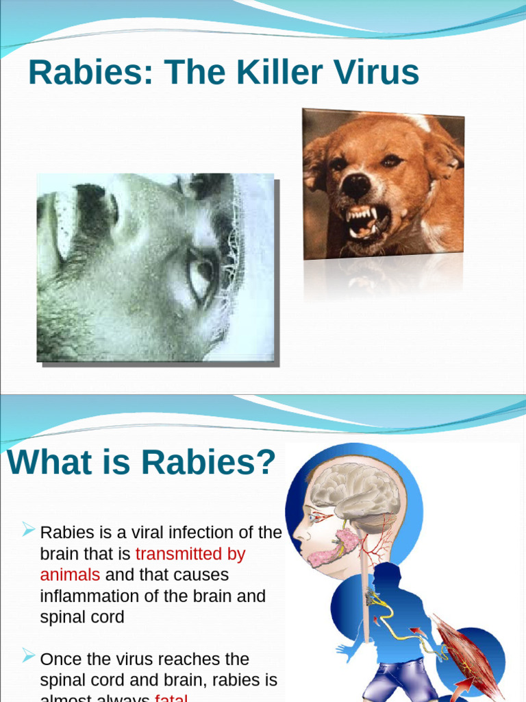 Rabies | PDF