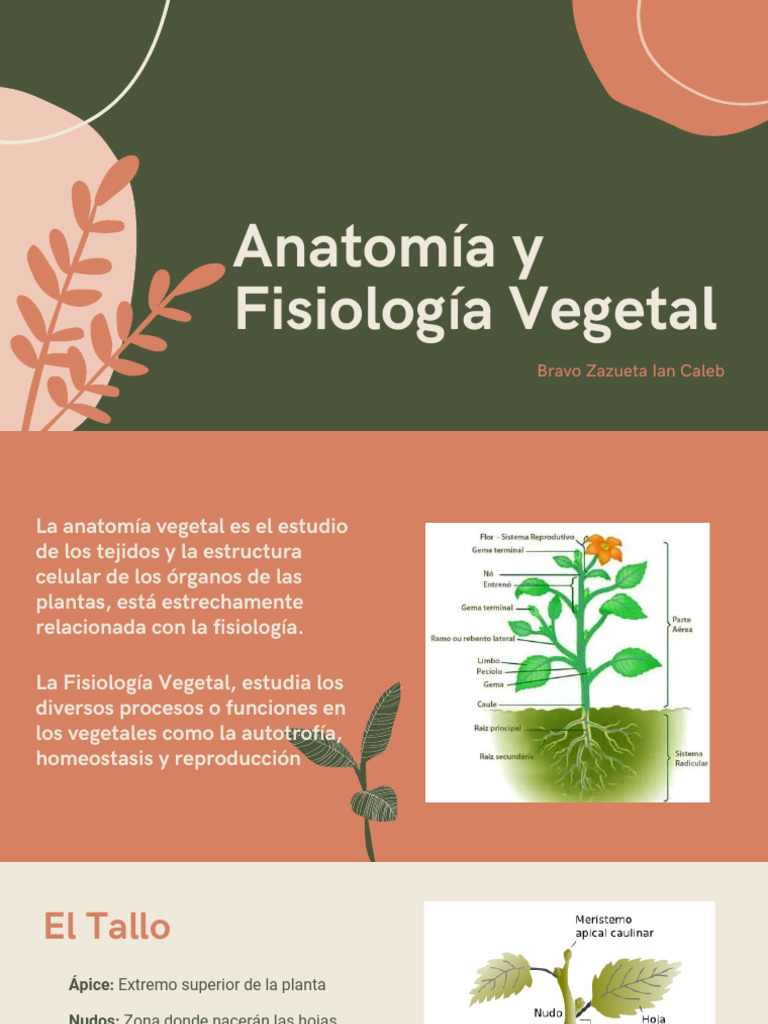 Anatomía y Fisiología Vegetal | PDF