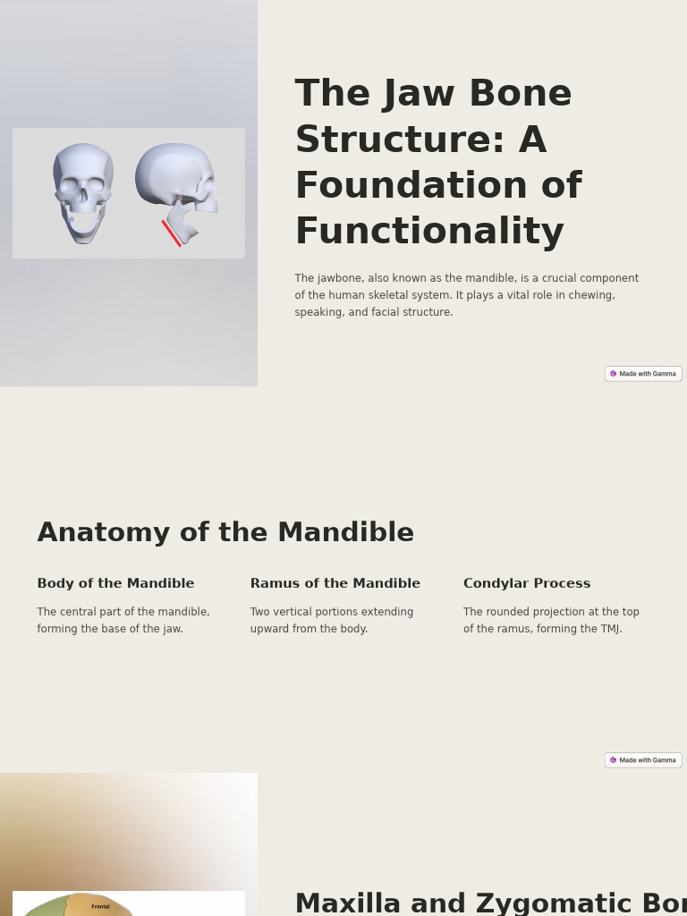 The Jaw Bone Structure A Foundation of Functionality | PDF