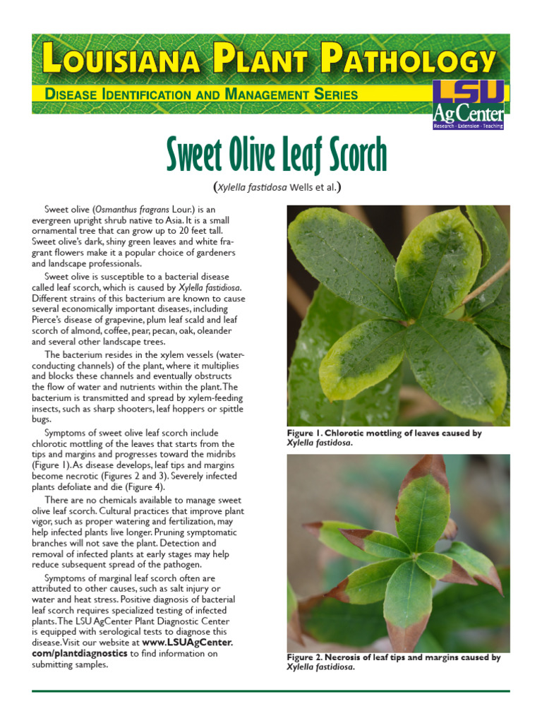 Pub 3368 Sweet Olive Leaf Scorch FINAL | PDF