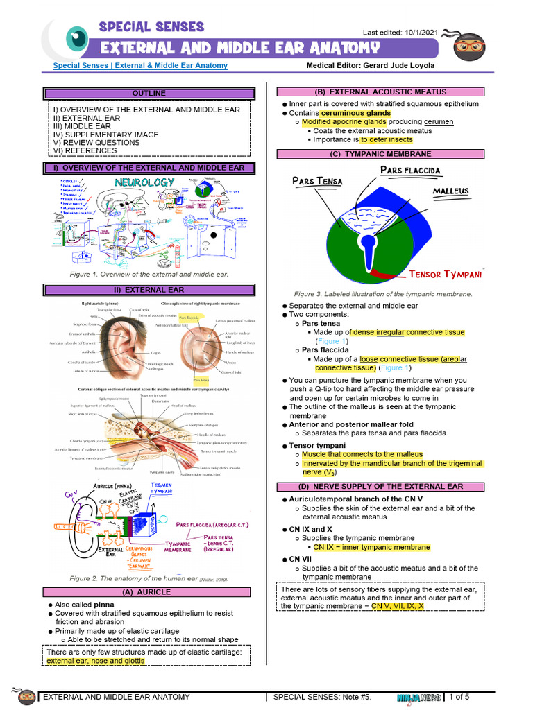 External & Middle Ear Anatomy | PDF