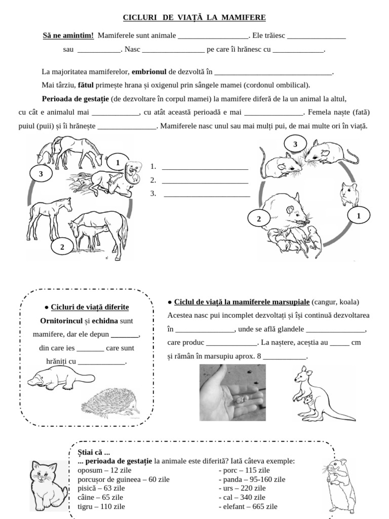 Cicluri de Viata La Mamifere | PDF