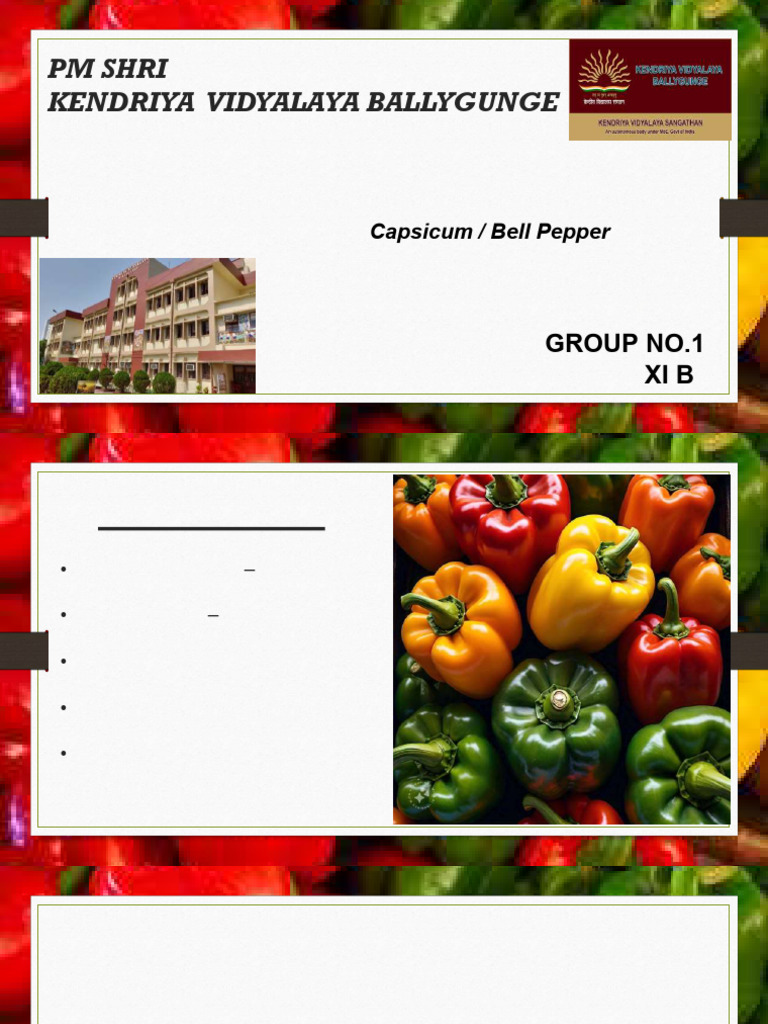 Investigatory Project Class 11 B 2024-25 Group 1 | PDF