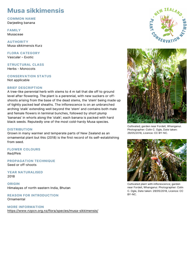 Musa Sikkimensis | PDF