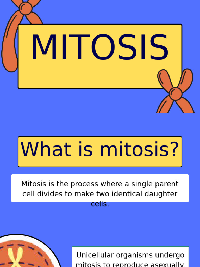 Understanding Mitosis Stages Explained | PDF