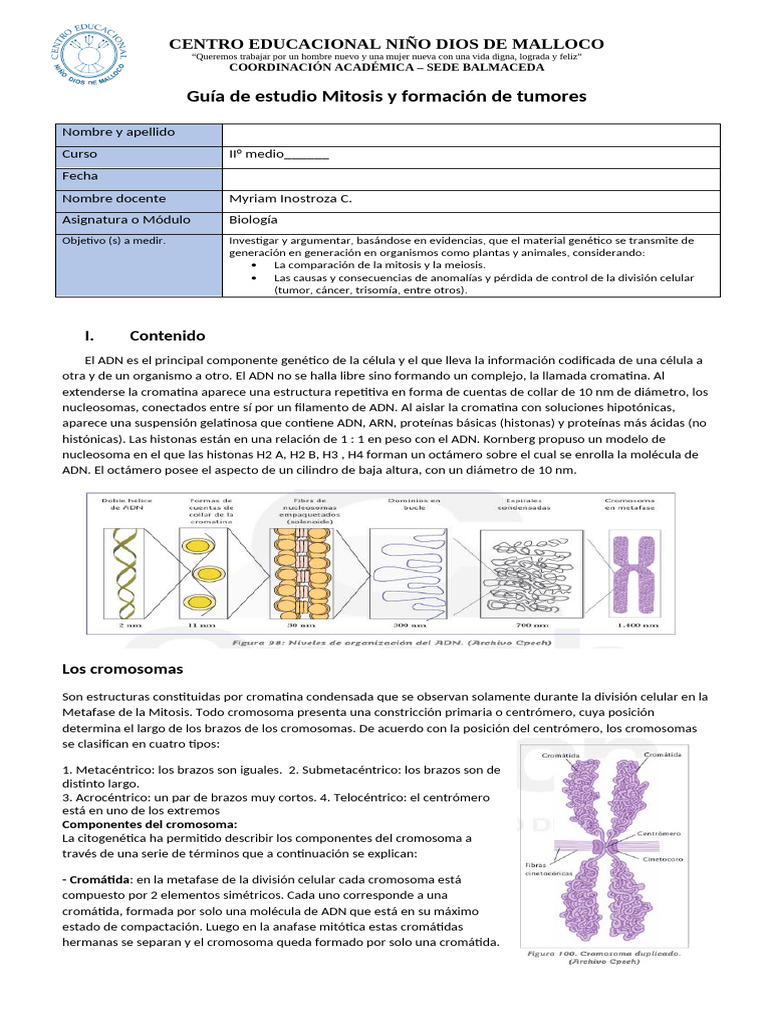 Guía de Estudio Mitosis y cáncer | PDF | Cáncer | Cromosoma