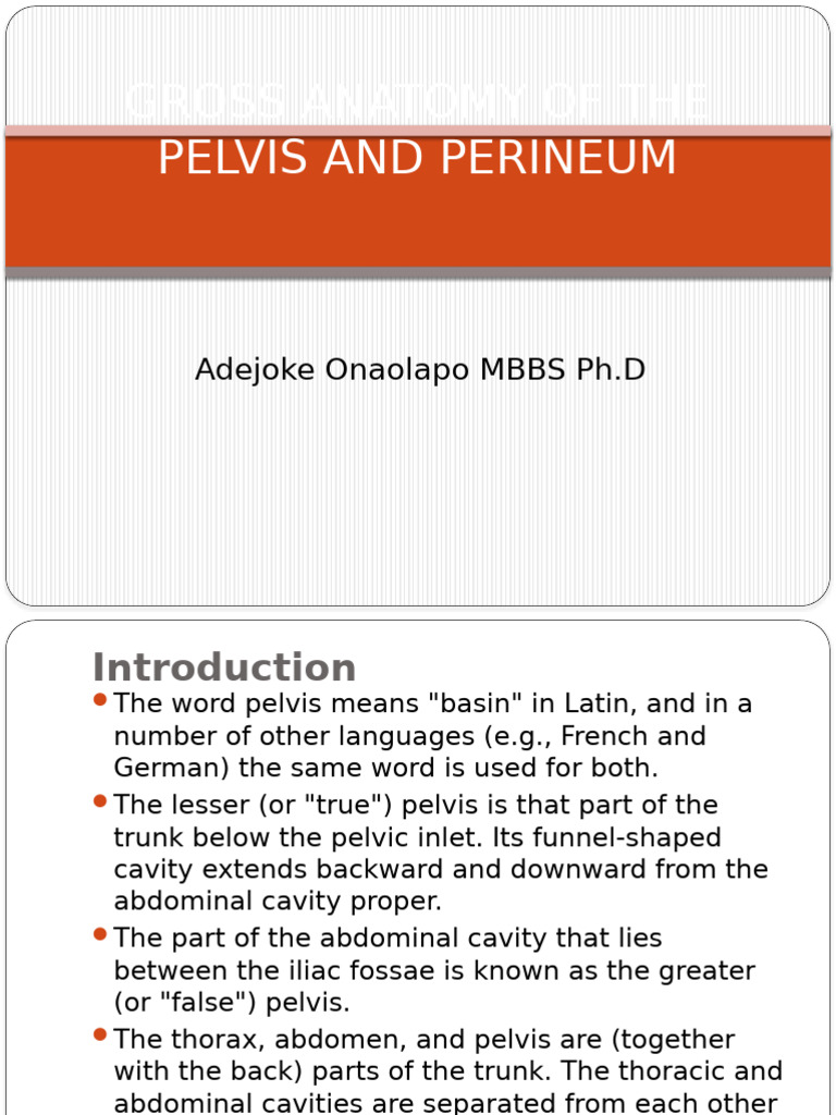 Gross Anatomy of The Pelvis and Perineum | PDF | Pelvis | Prostate