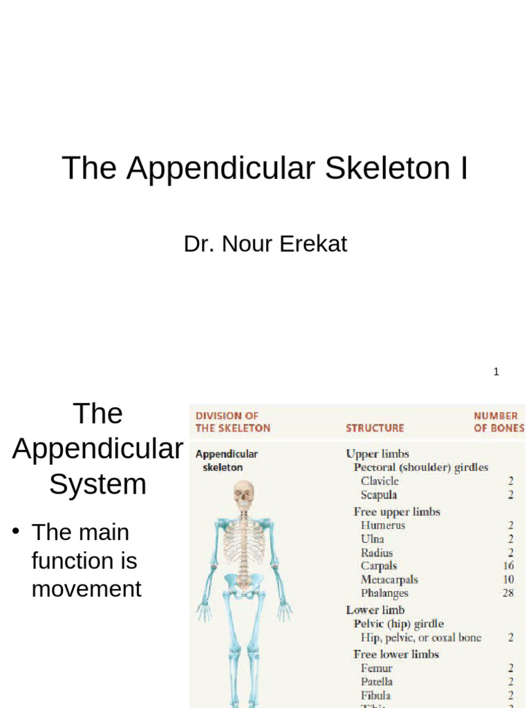 The Appendicular Skeleton I - Images | PDF
