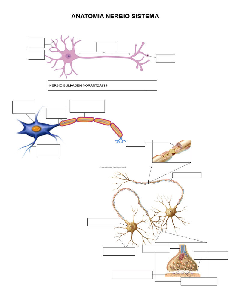 Voronenko Voronenko Artur - ANATOMIA NERBIO SISTEMA | PDF