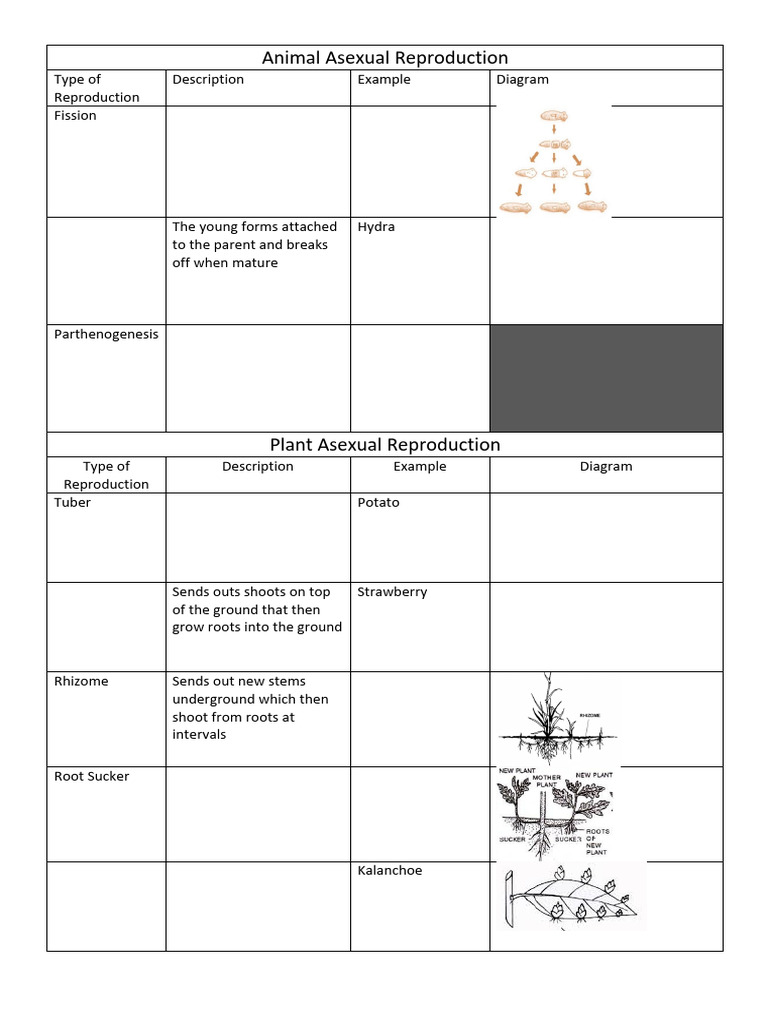 Asexual Reproduction Worksheet-1 | PDF | Science & Mathematics