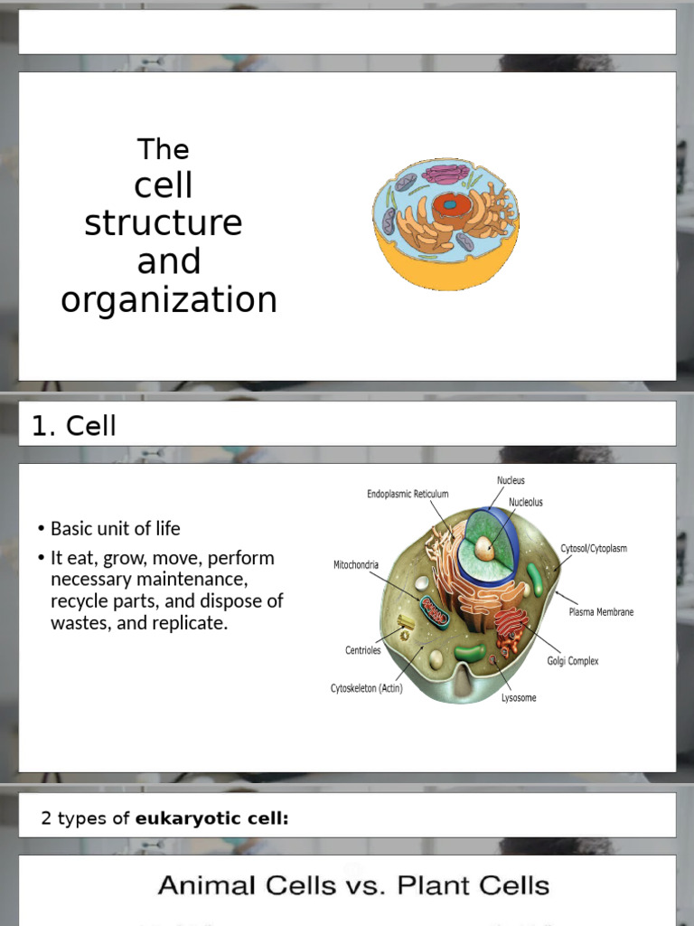 Protoplasmic Cell Organization Overview | PDF | Cell Membrane ...