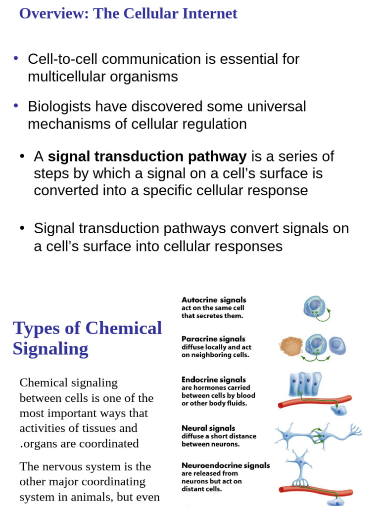 5 - Chemical Signaling | PDF | Cell Signaling | Signal Transduction