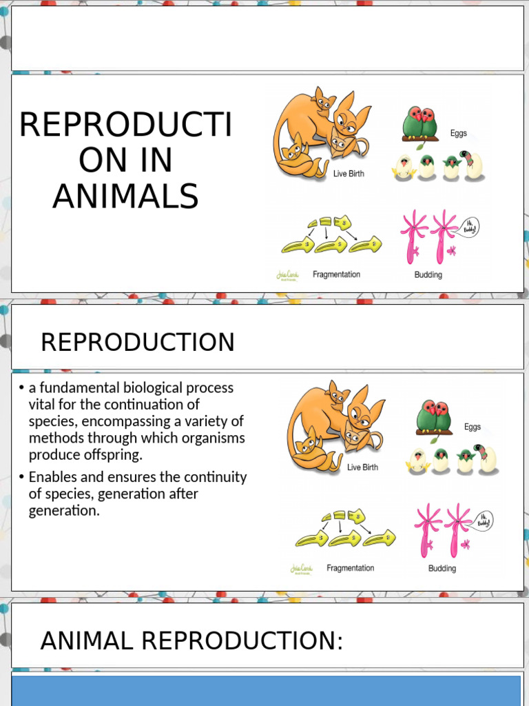 REPRODUCTION IN ANIMALS | PDF | Sexual Reproduction | Reproduction