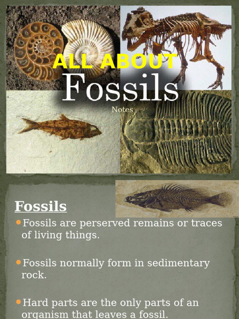 Fossil Notes UPDATEDa | PDF | Fossil | Sedimentary Rock